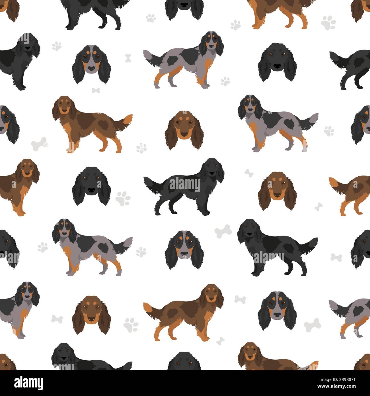 French spaniel coat colors hi-res stock photography and images - Alamy