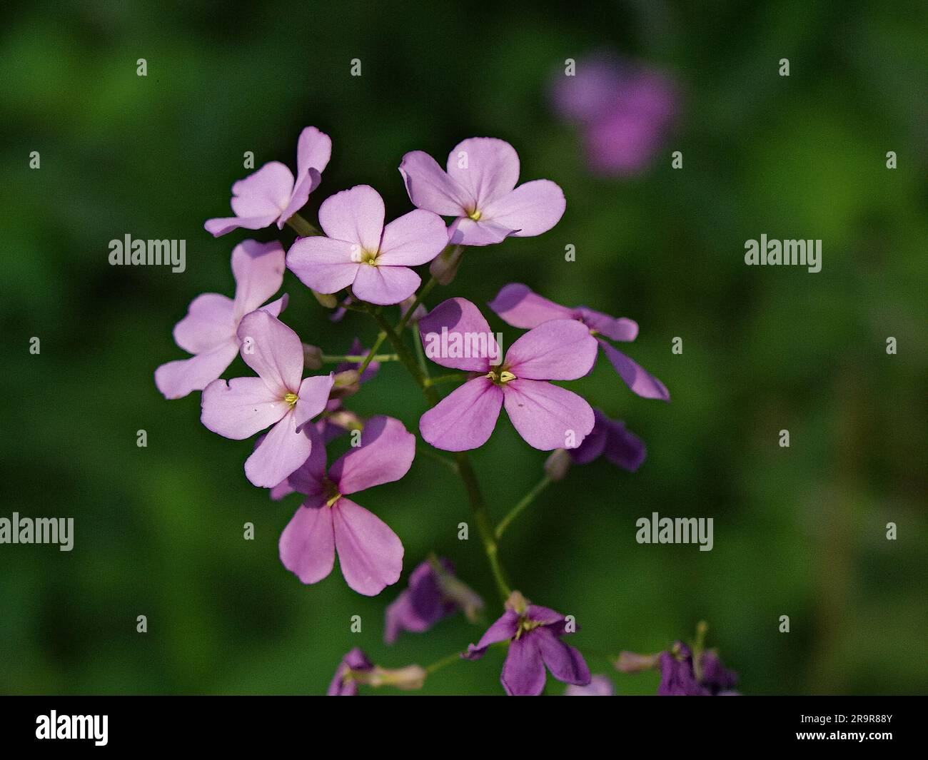 Lush cluster of vibrant violets hi-res stock photography and images - Alamy