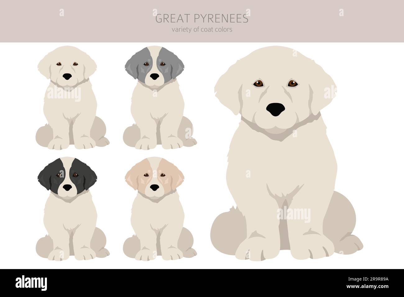 Great Pyrenees puppies clipart. Different poses, coat colors set ...