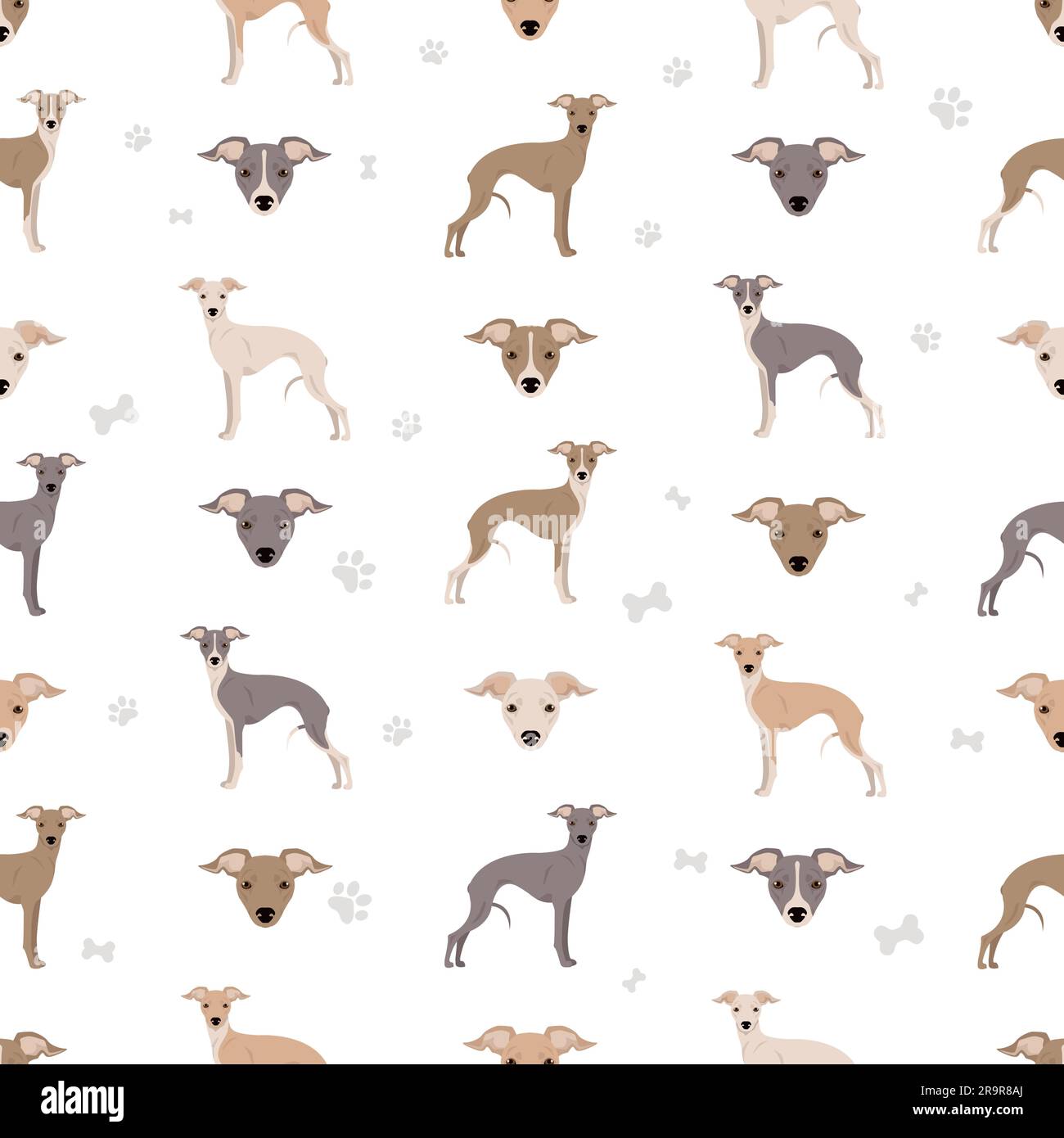 Italian greyhound seamless pattern. Different poses, coat colors set ...