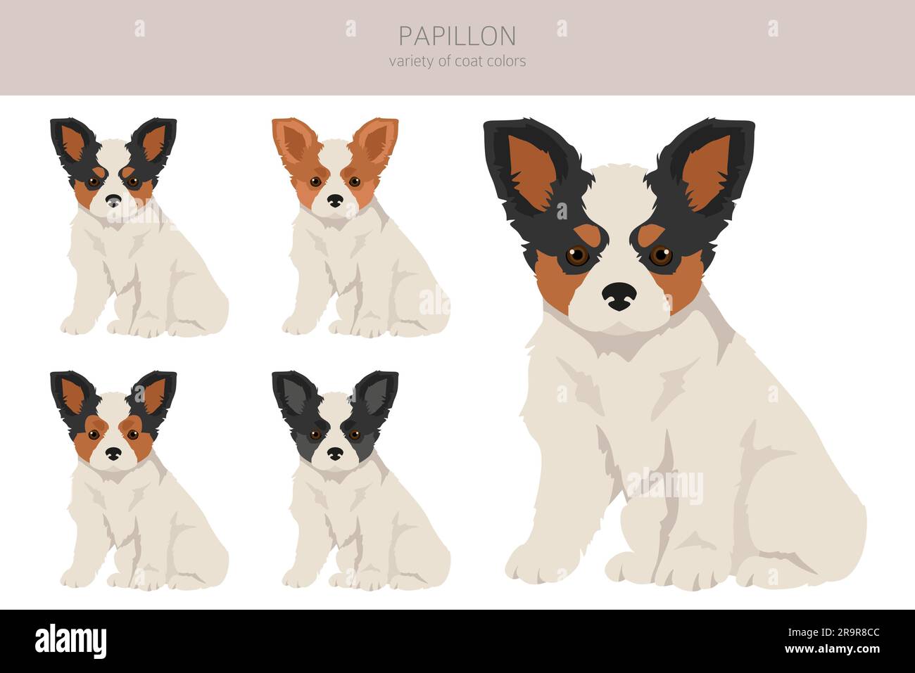 Papillon puppies clipart. Different poses, coat colors set. Vector ...