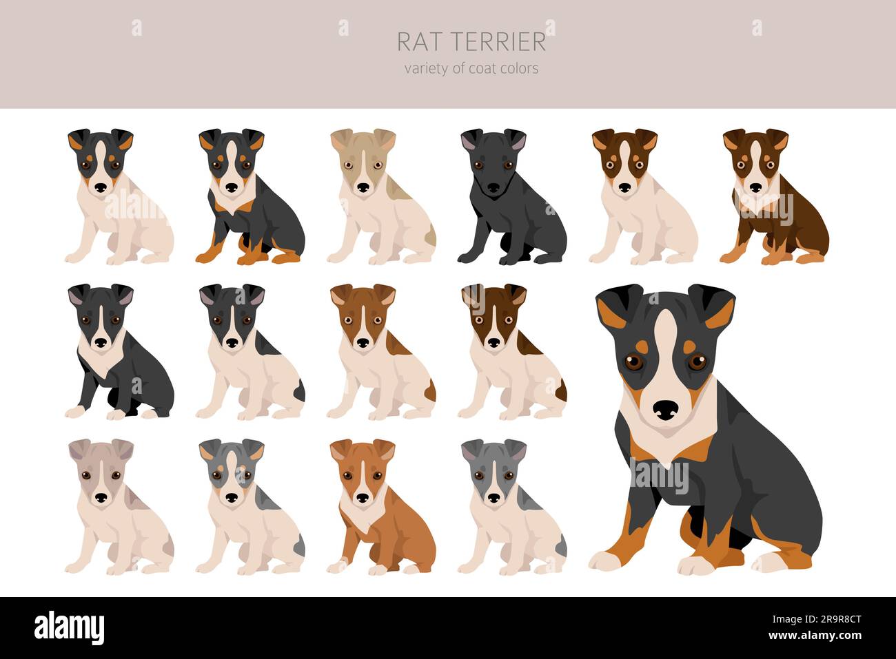Rat terrier puppies clipart. Different poses, coat colors set. Vector ...