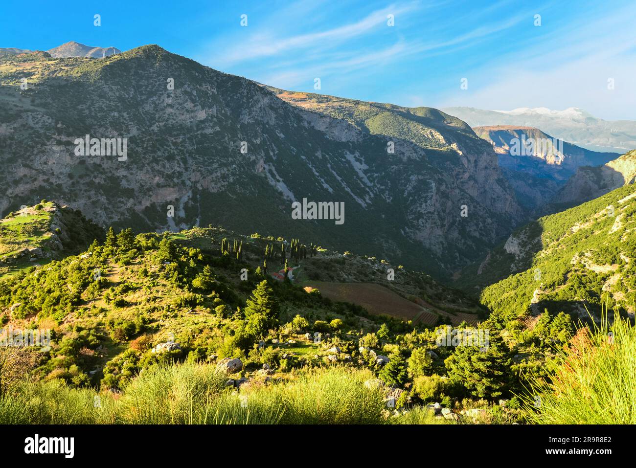 Greece peloponnese orange tree in hi-res stock photography and images ...