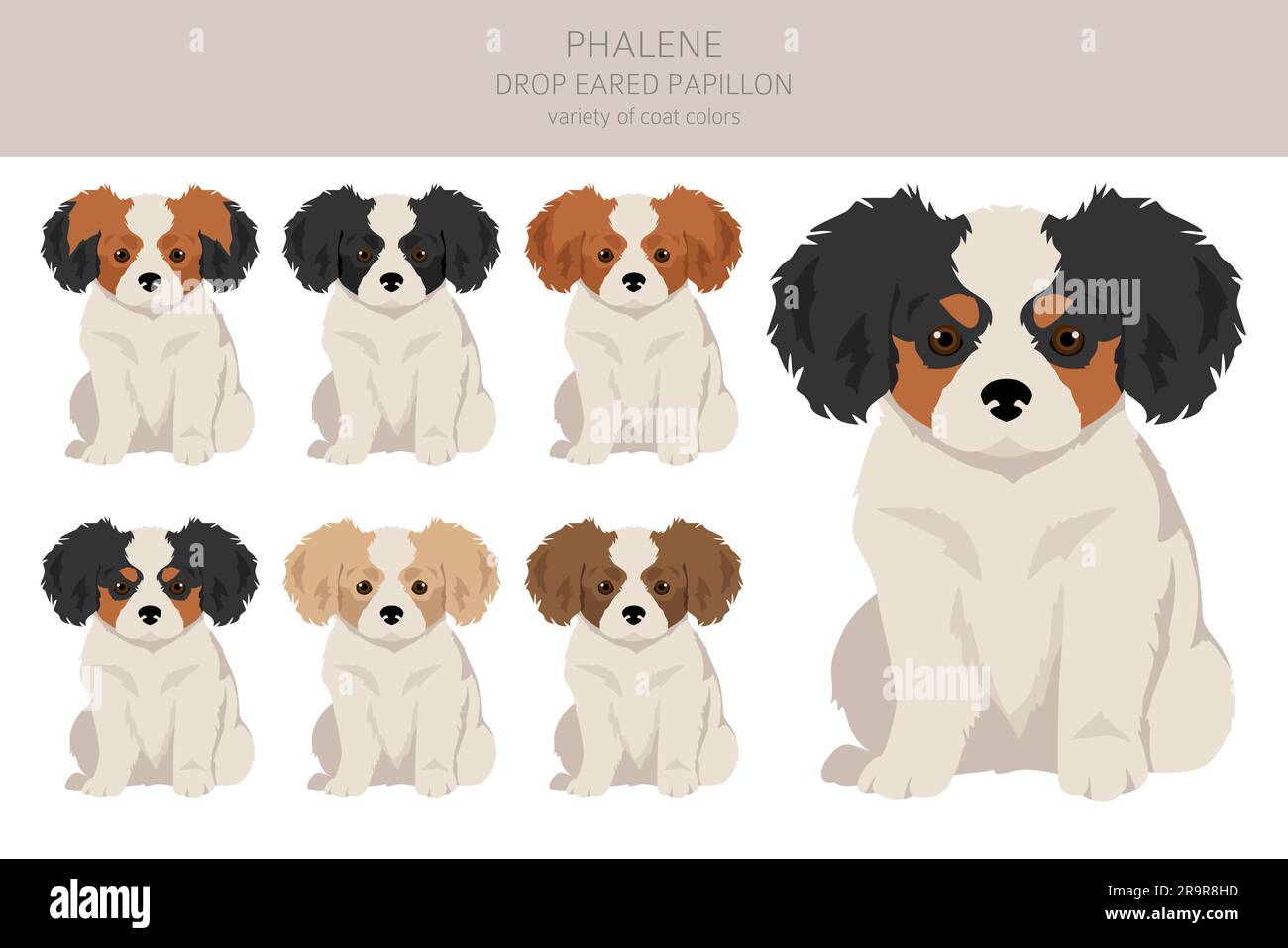 Phalene, Drop - eared Papillon puppies clipart. Different poses, coat ...