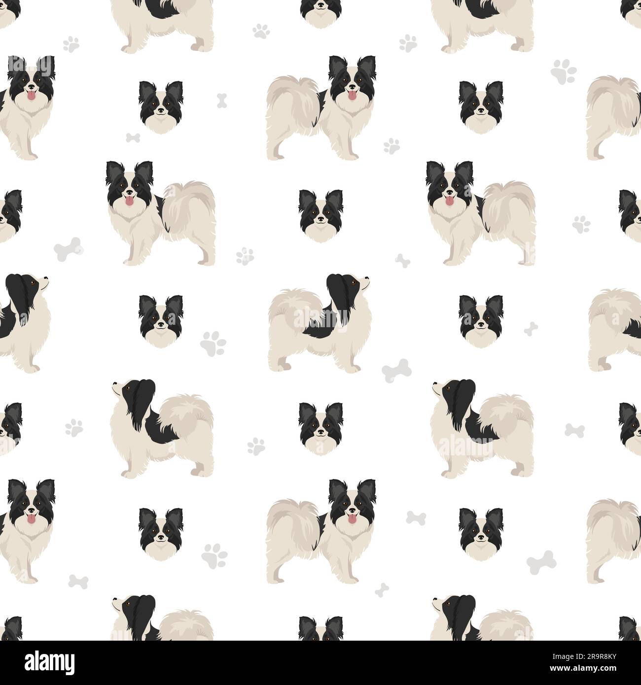 Papillon seamless pattern. Different poses, coat colors set. Vector ...