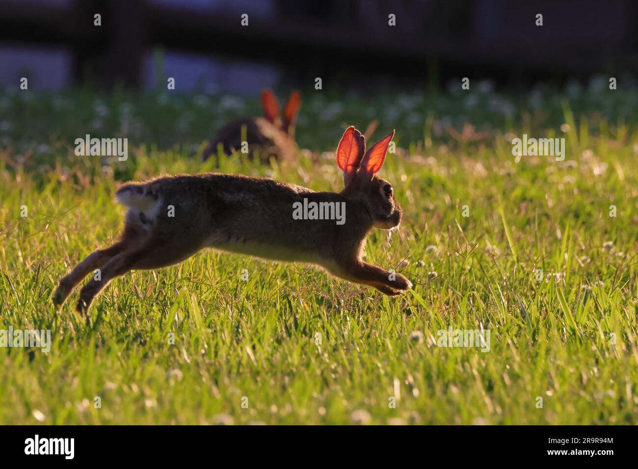 A brown rabbit running across a lush green field Stock Photo - Alamy