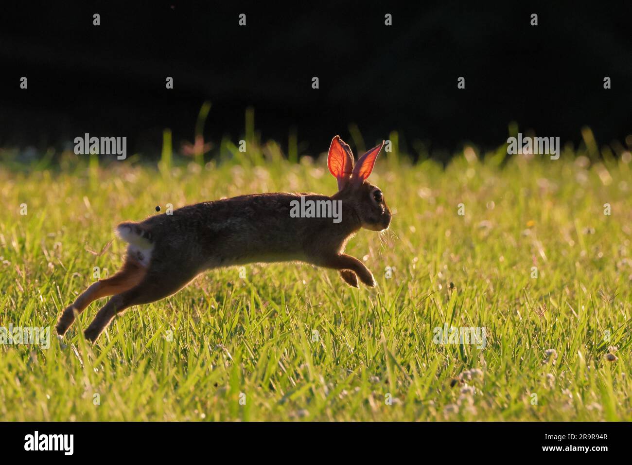 A brown rabbit running across a lush green field Stock Photo - Alamy