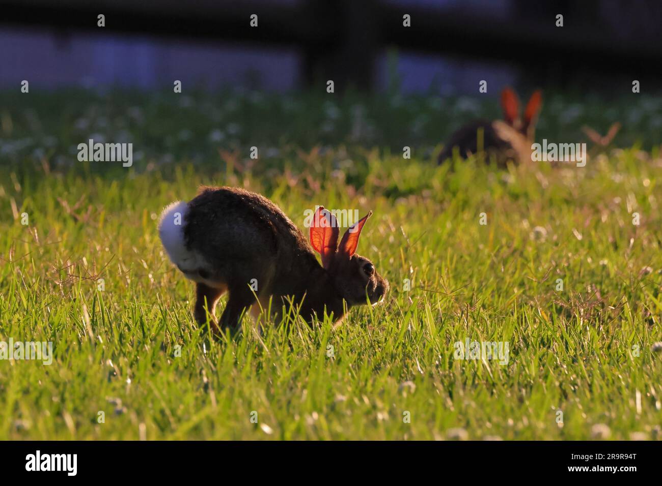Hopping rabbit hi-res stock photography and images - Alamy