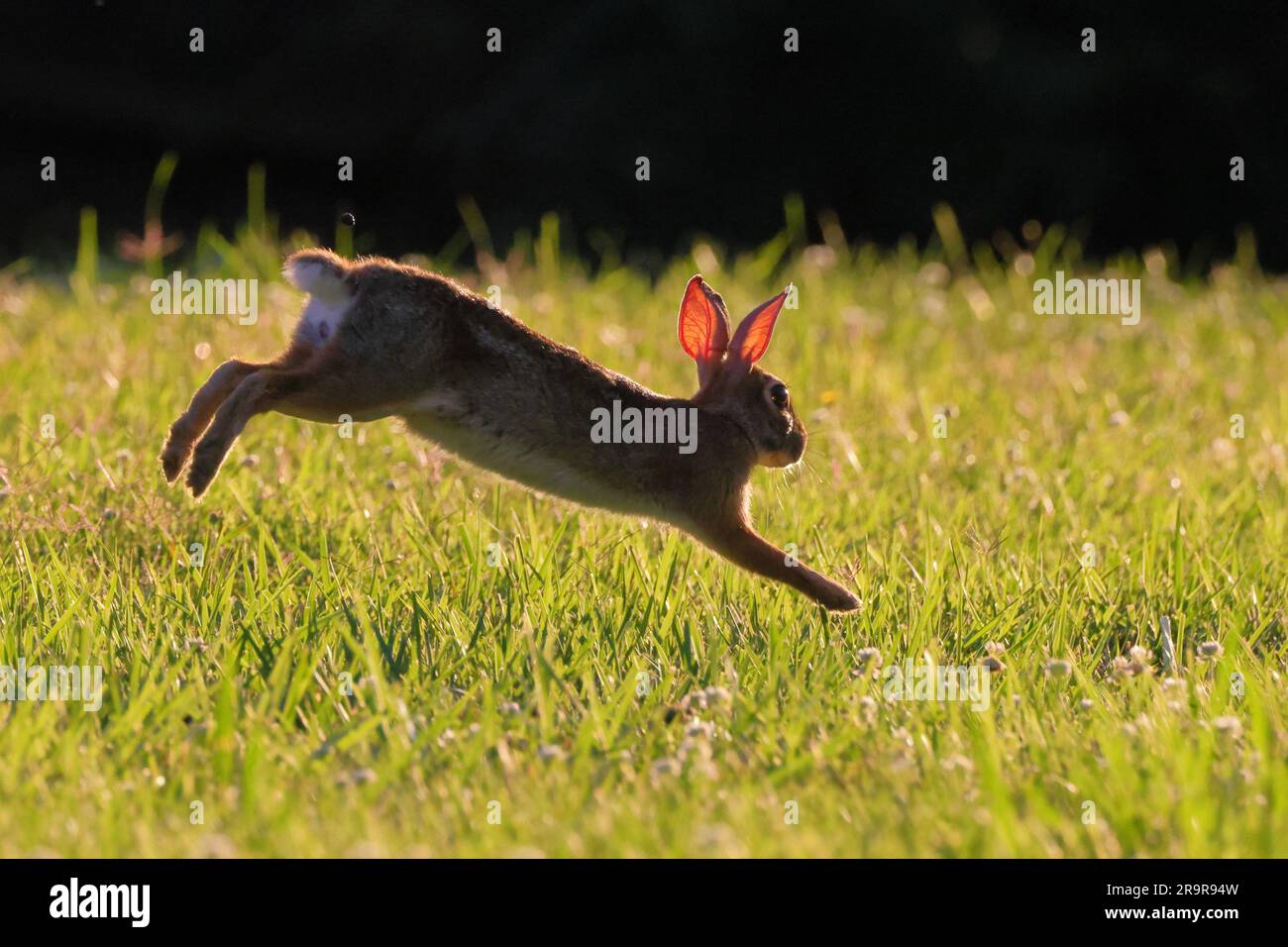 A brown rabbit in mid-jump, captured in a grassy outdoor environment ...