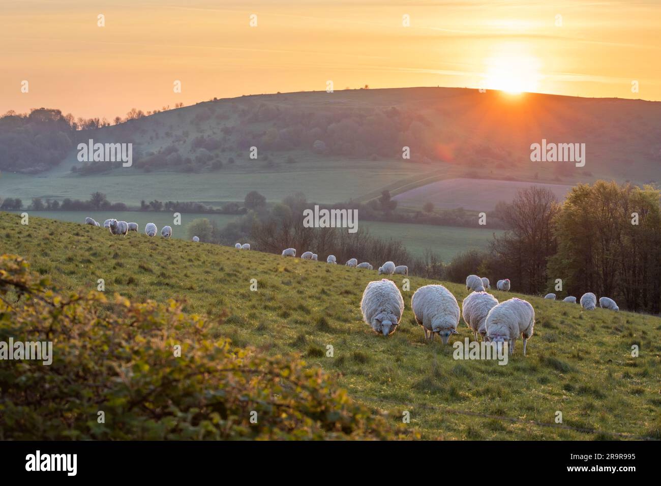 Sheep grazing in field with sun rising behind Beacon Hill viewed from ...