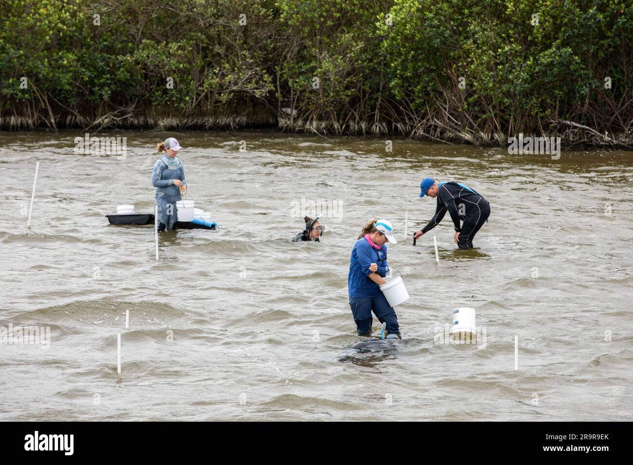 Sea Grass Restoration Project. Members of the Florida Oceanographic ...