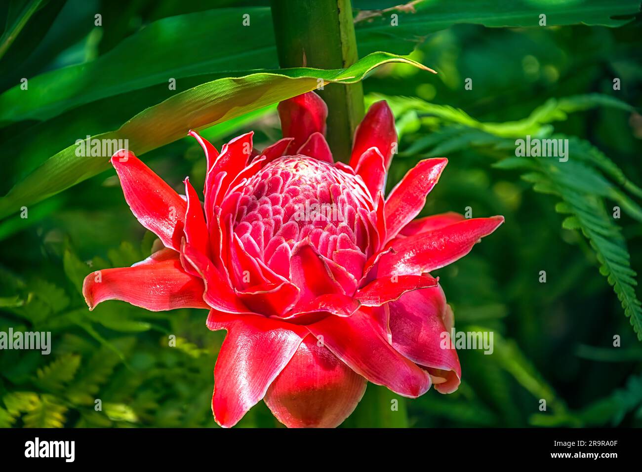 Red Ginger (Alpinia purpurata) plant at Singapore Botanic Gardens Stock ...