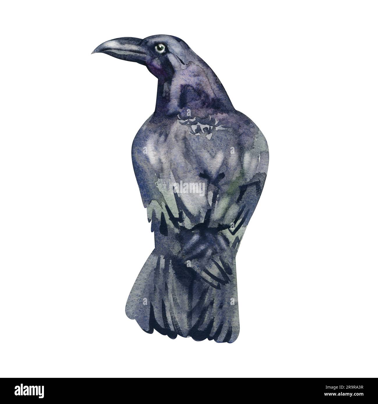 Watercolor Crow Illustration. Isolated crow on a white background ...