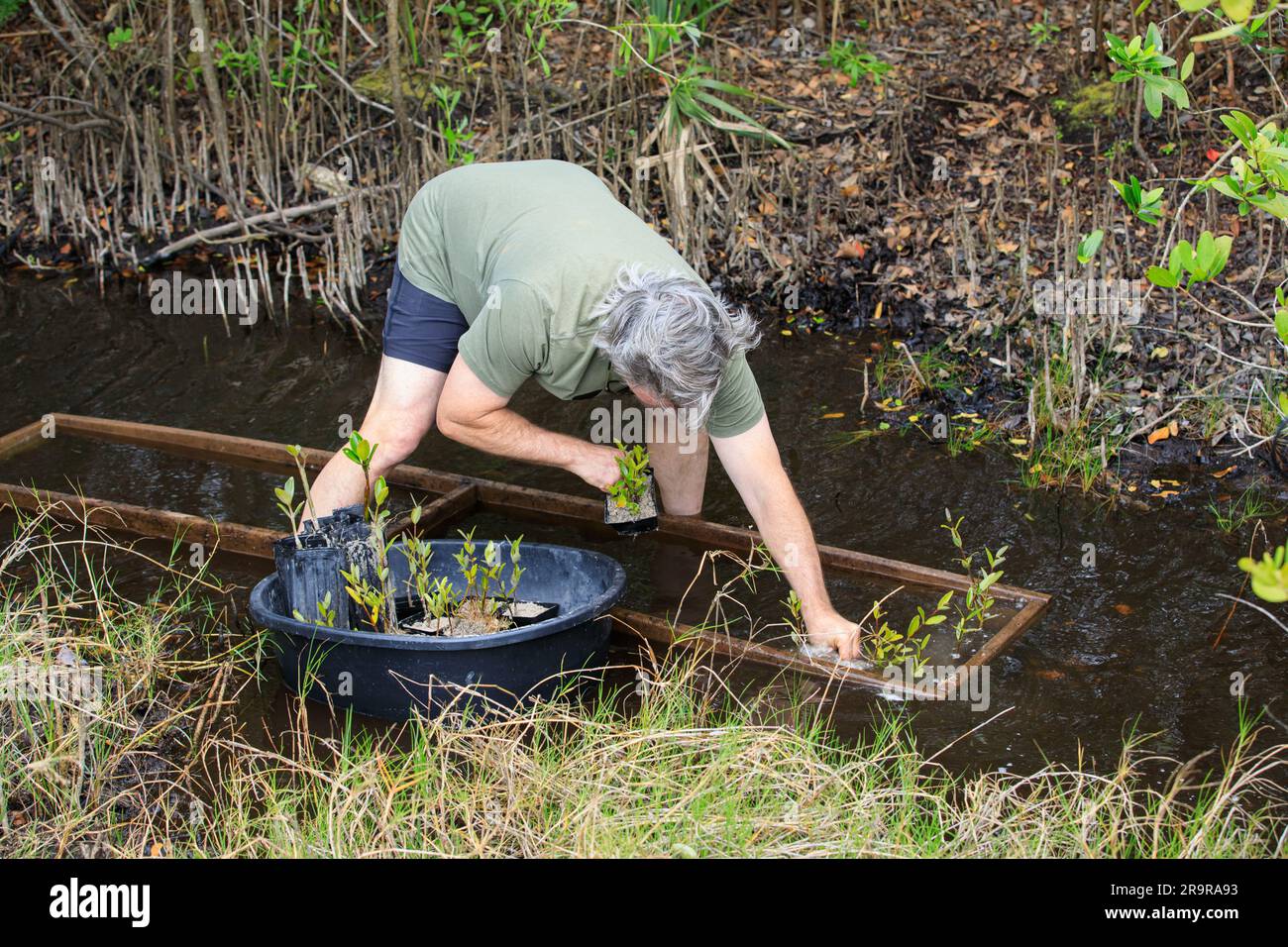 Mangrove Rescue/Restoration Project. A team member from Kennedy’s ...