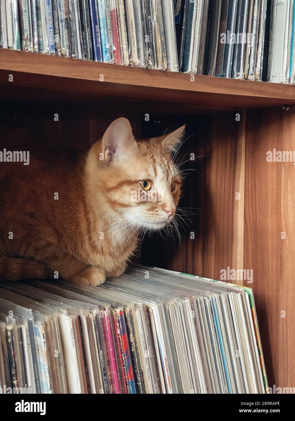 Cute ginger cat lying on a stack of vinyl records on the bookshelf ...