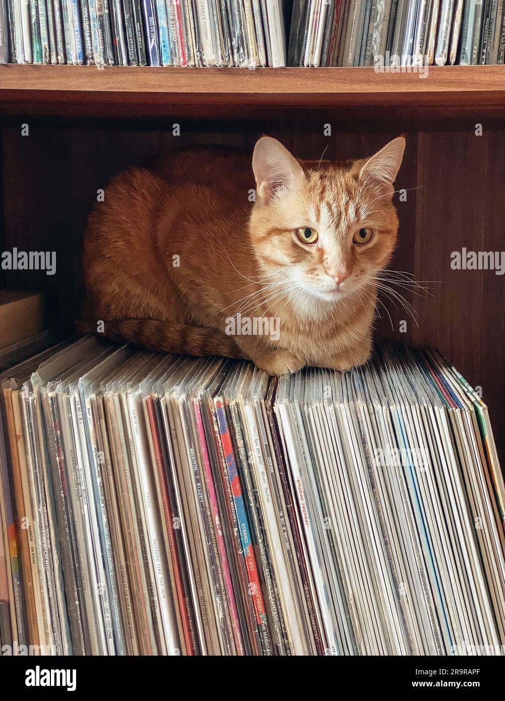 Cute ginger cat lying on a stack of vinyl records on the bookshelf ...