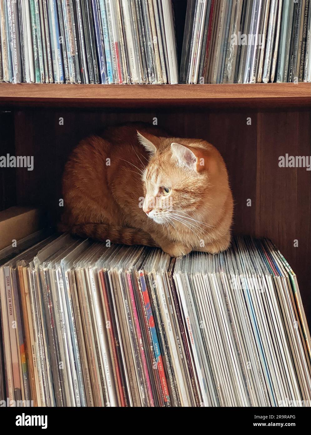 Cute ginger cat lying on a stack of vinyl records on the bookshelf ...