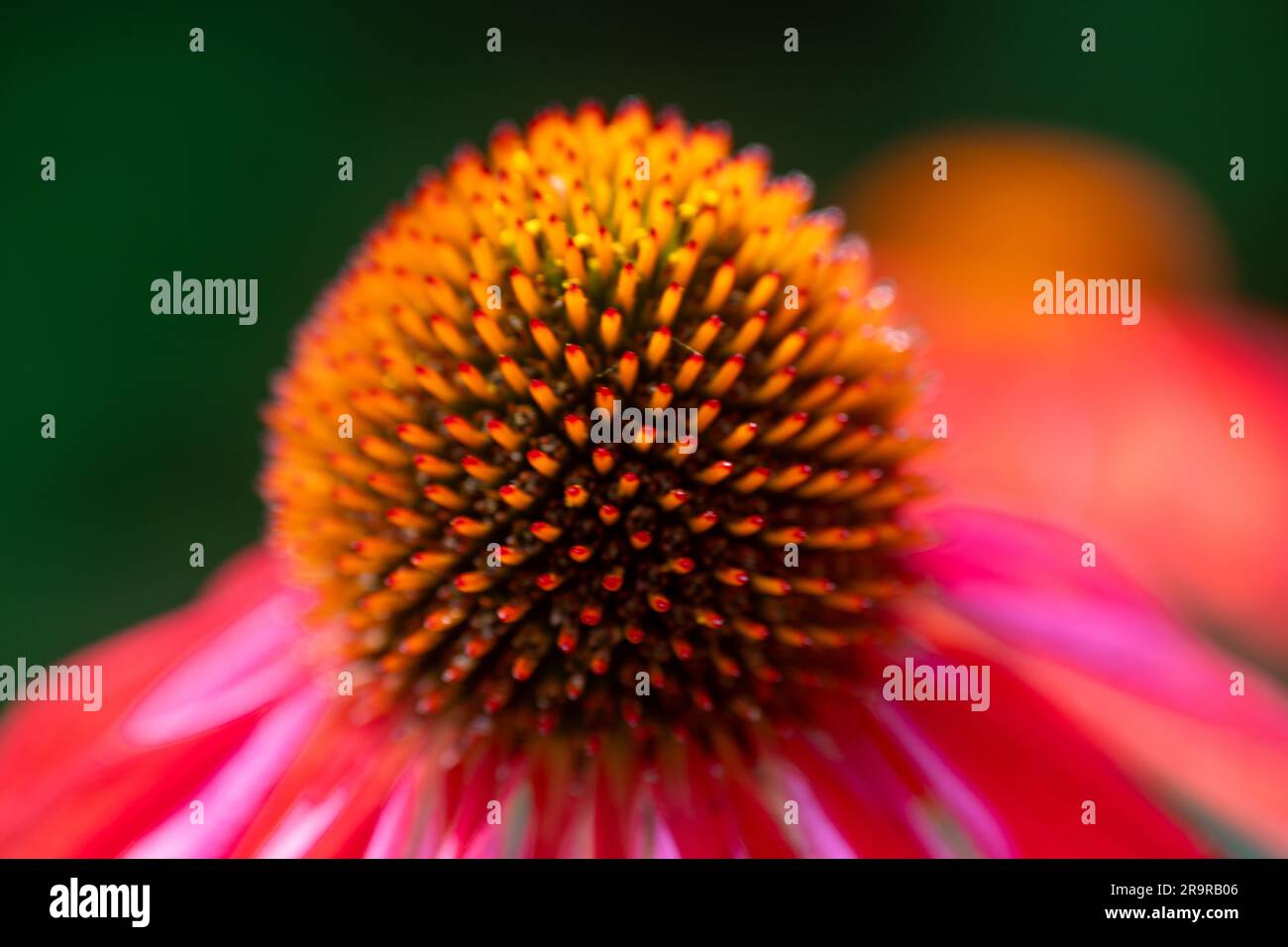 Red salsa coneflower hi-res stock photography and images - Alamy