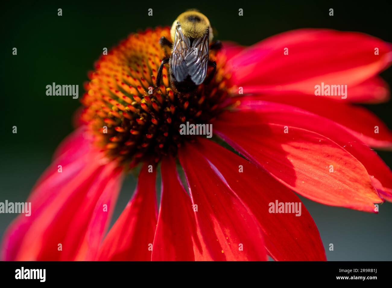 Red salsa coneflower hi-res stock photography and images - Alamy