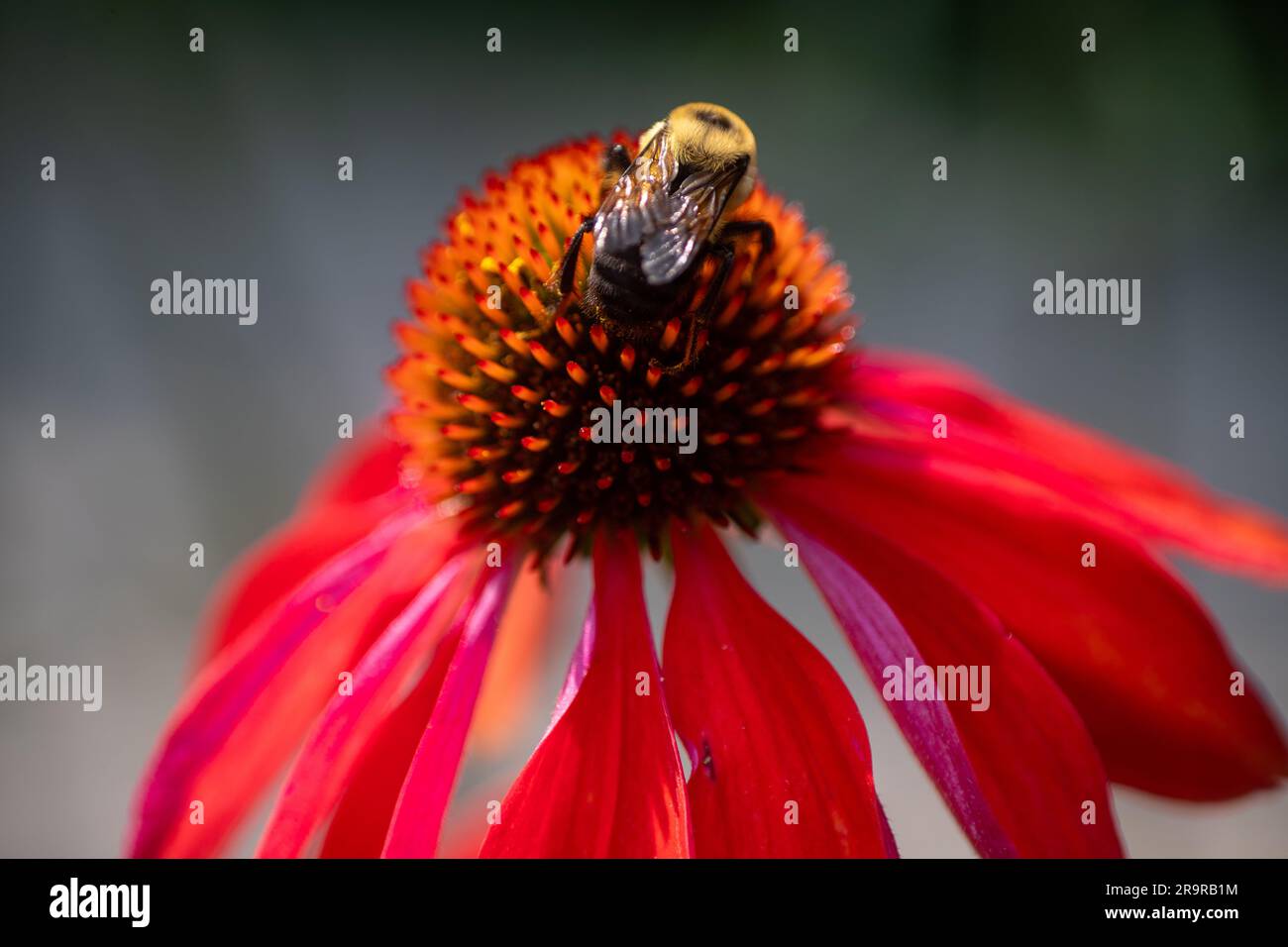 Red salsa coneflower hi-res stock photography and images - Alamy