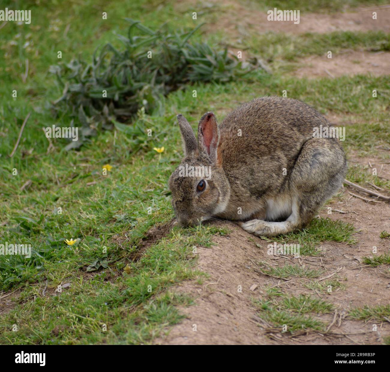 Rabbit habitat hi-res stock photography and images - Alamy