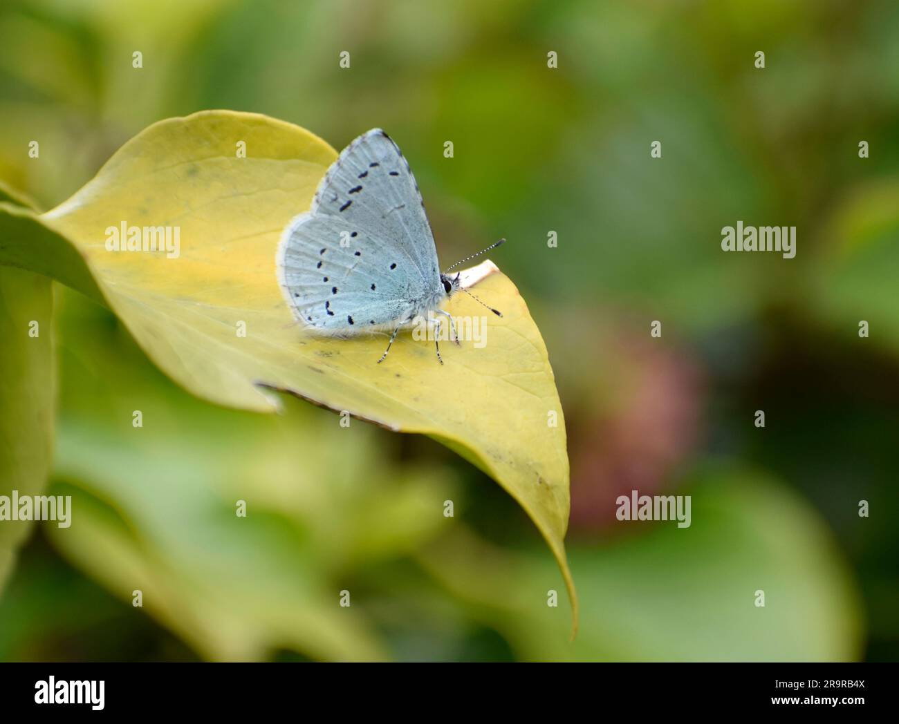 Holly blue butterfly resting on a leaf - Cornwall, UK Stock Photo - Alamy