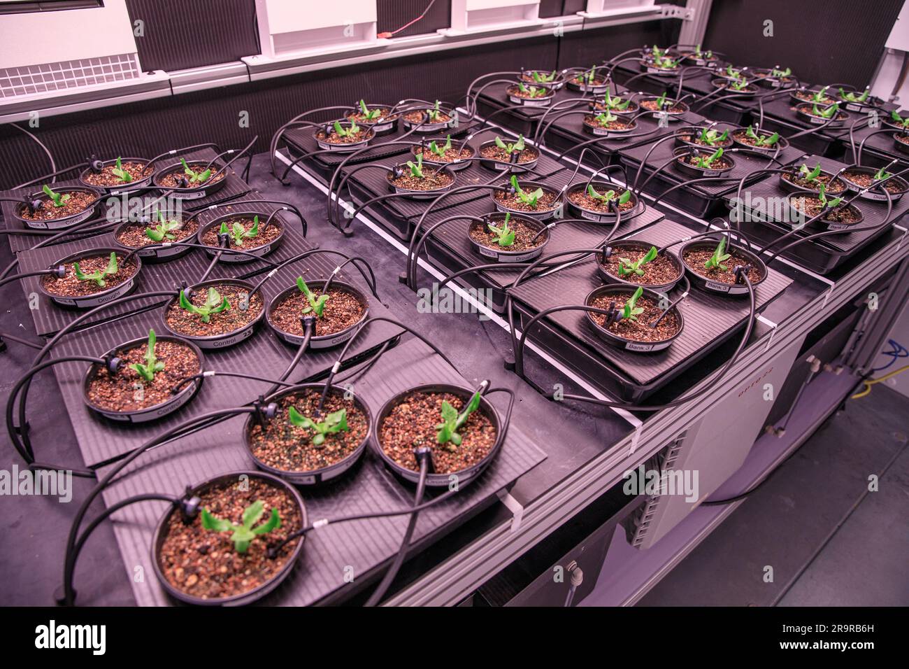 Plant Progress at the PPA. Shown here are moisture sensors for the ...