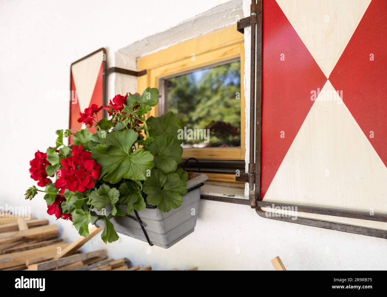A window with a reflection and flowers of geraniums in a planter ...