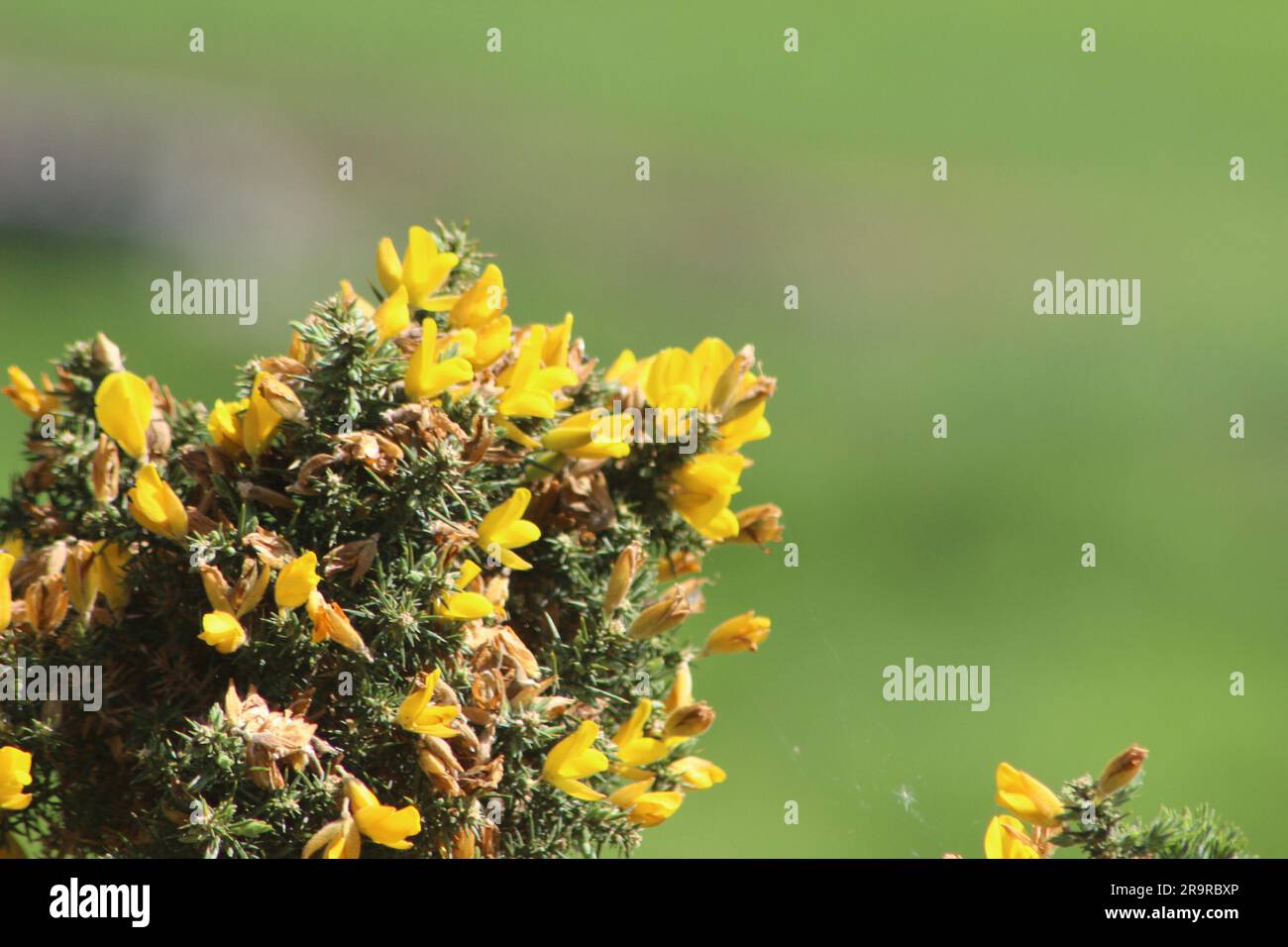 Hillside gorse background hi-res stock photography and images - Alamy