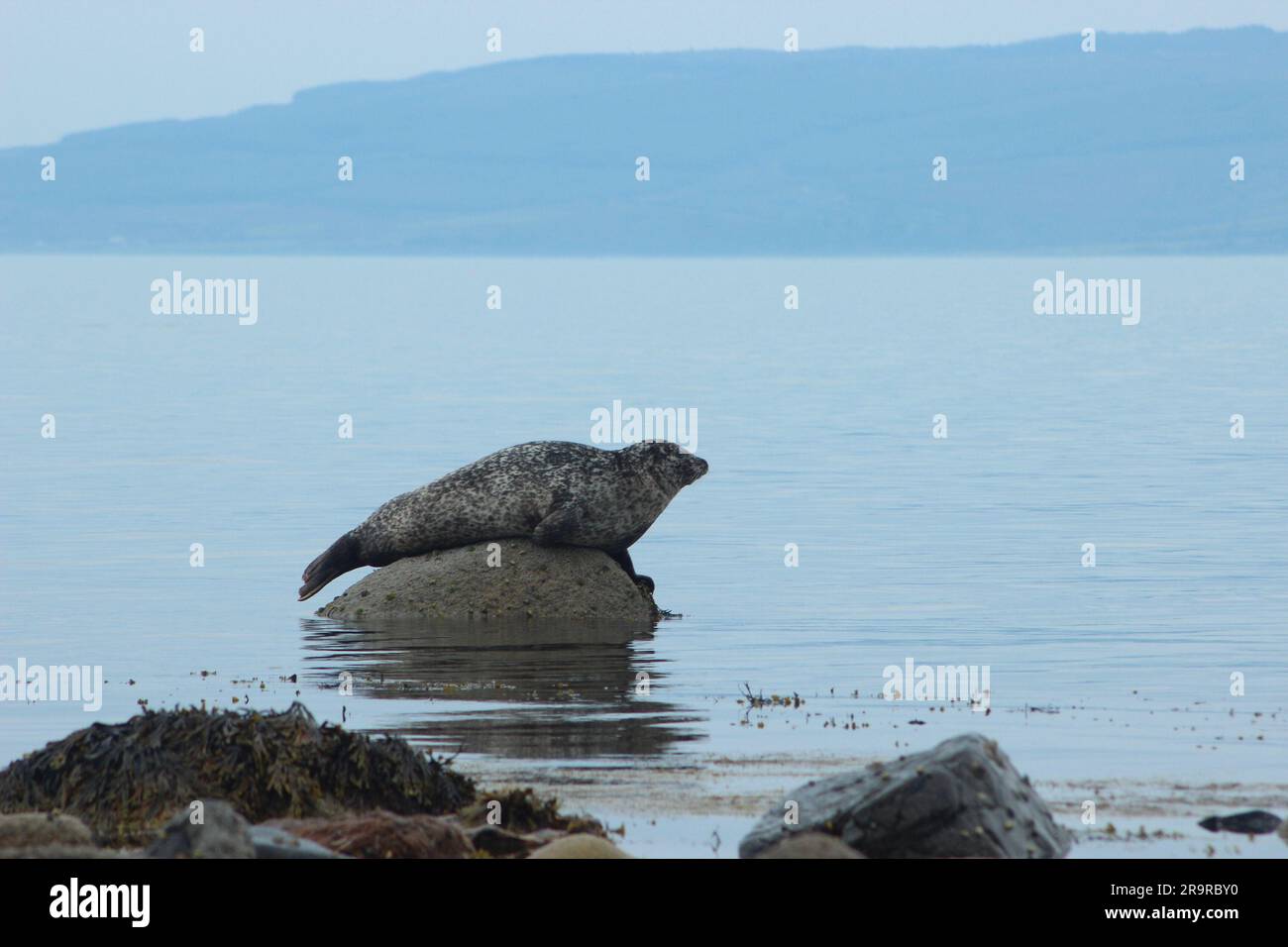 Isle of Arran Basking Seal Stock Photo - Alamy