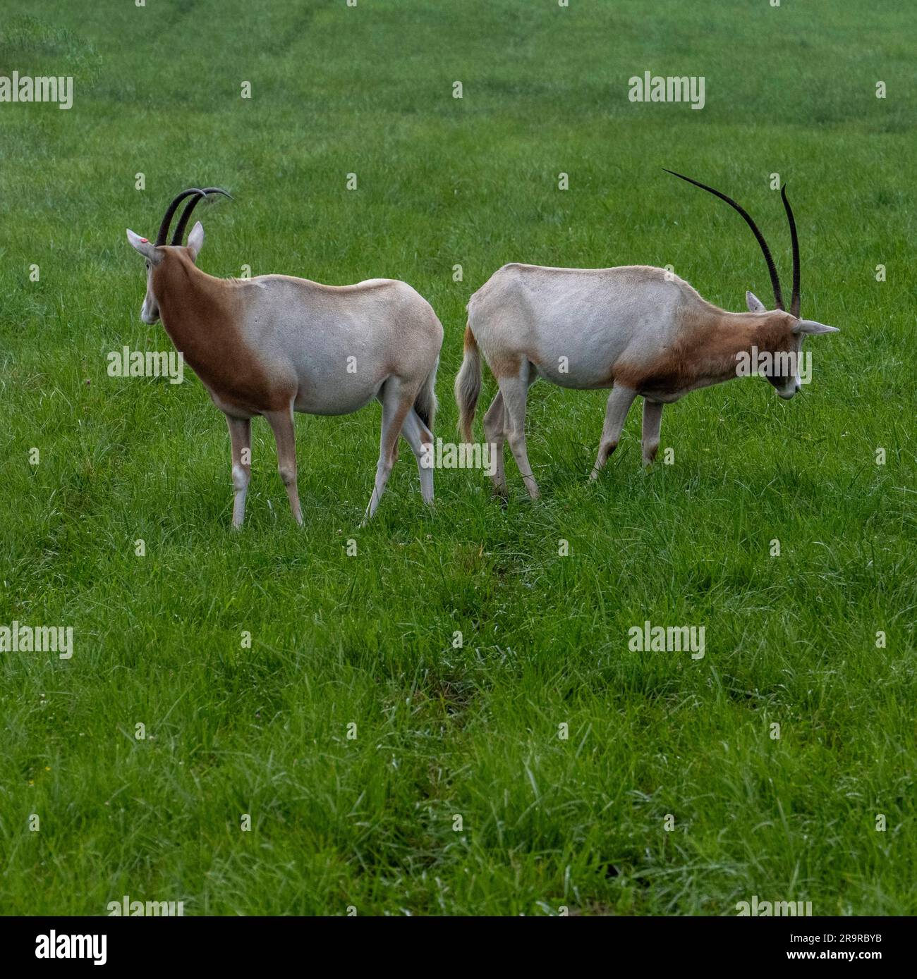 Straight horned antelope hi-res stock photography and images - Alamy