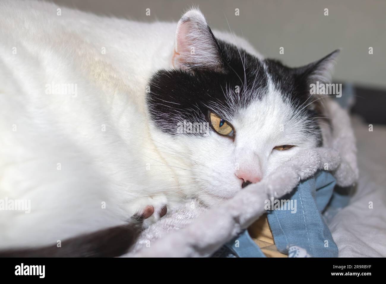 Cute fat cat lies on hi-res stock photography and images - Alamy