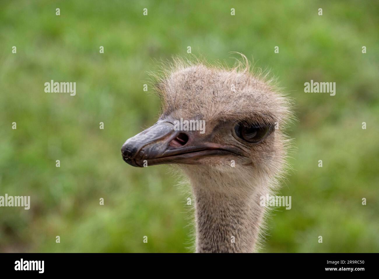 Wilds bird hi-res stock photography and images - Alamy