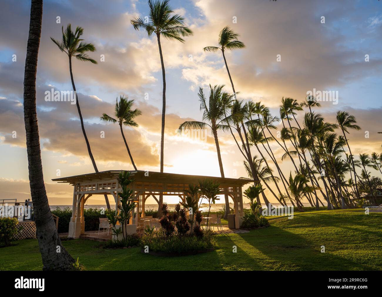 Beautiful palm trees sway in the afternoon breeze along a secluded ...