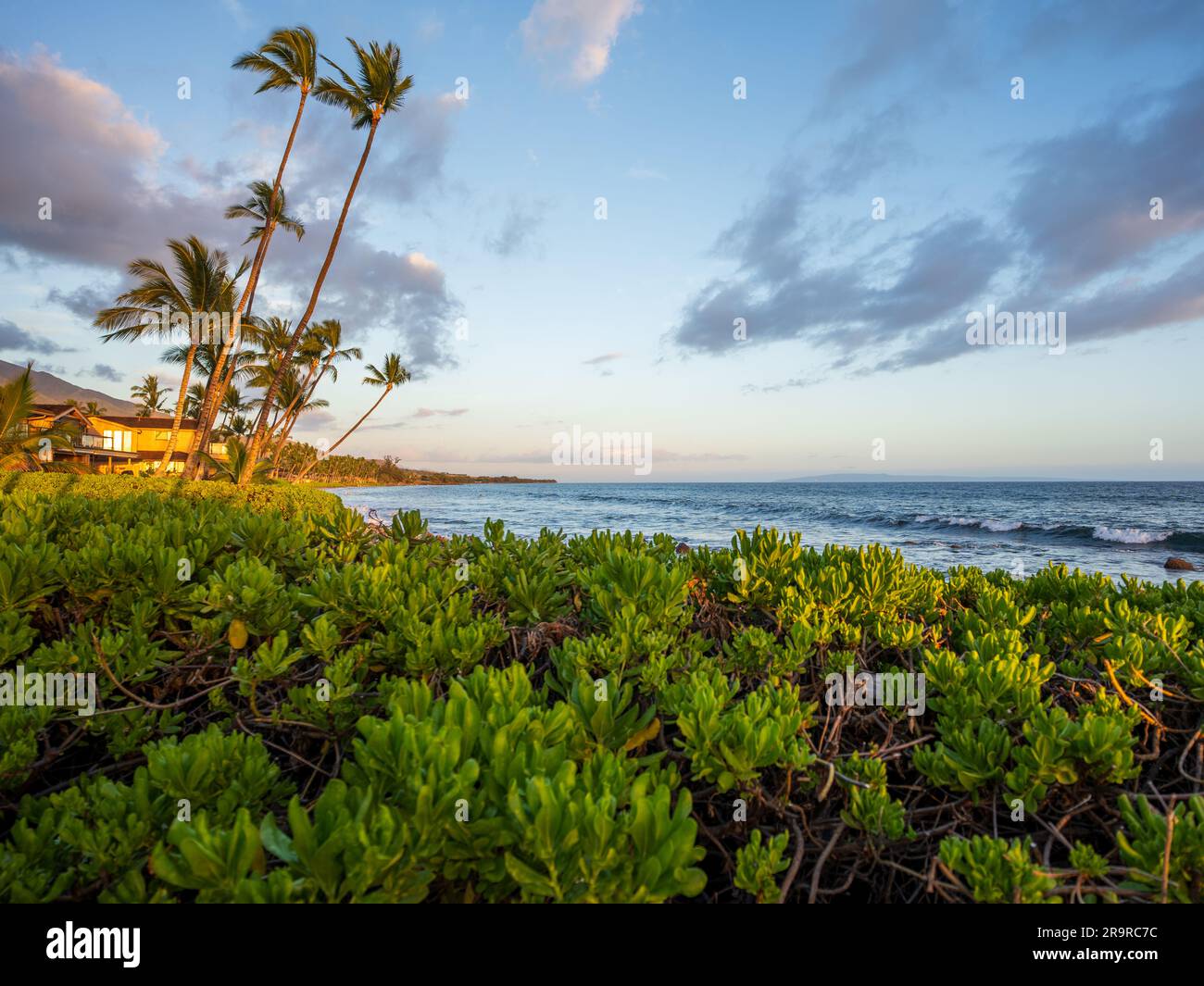 Beautiful palm trees sway in the afternoon breeze along a secluded ...