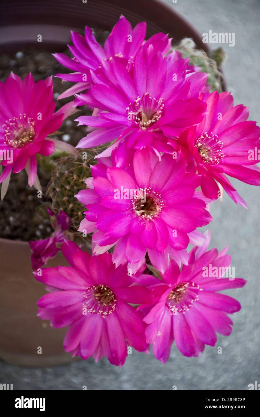 Closeup picture of green cactus plants in a pot blooming with bright ...