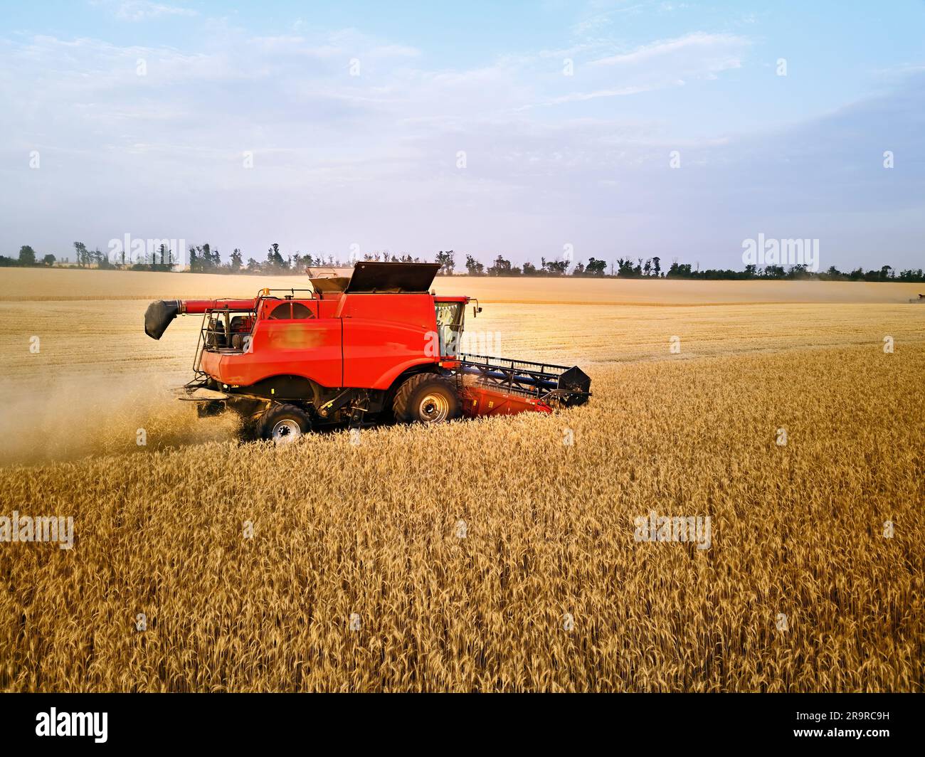 Aerial drone photo of red harvester working in wheat field on sunset ...