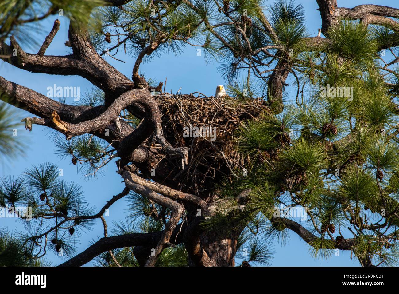Eagles Nest at KSC. A southern bald eagle occupies a nest at NASA’s ...
