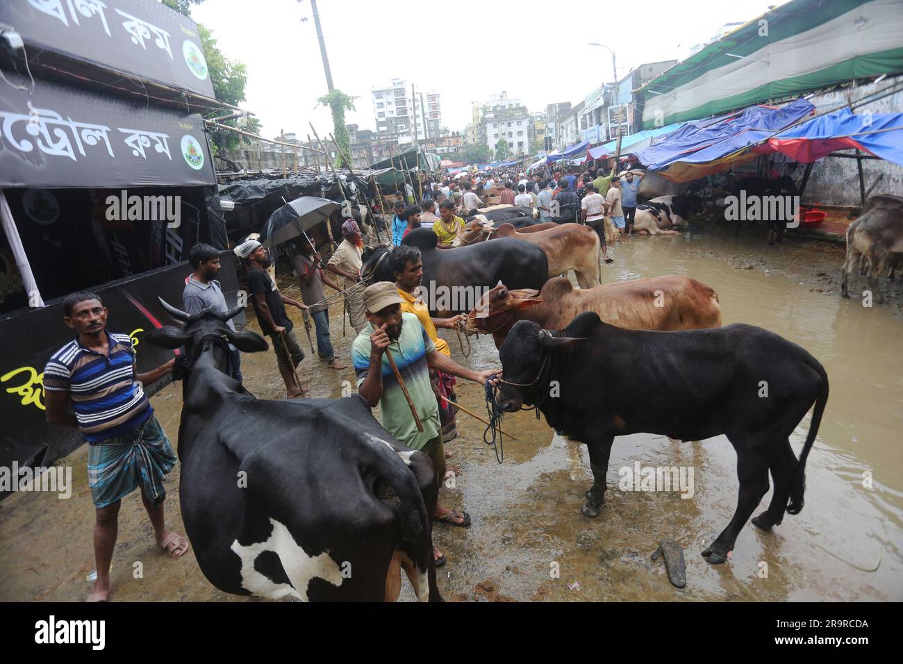 Dhaka, Bangladesh. 28th June, 2023. June 28, 2023, Dhaka, Dhaka, Bangladesh: Cattle traders wait ...