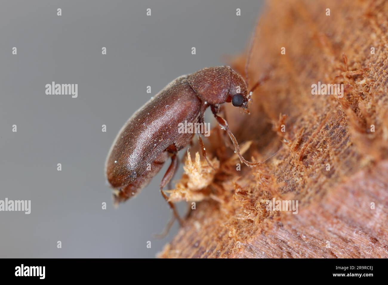 Woodboring beetle, wood borer, Anobiidae (Ernobius) on wood. High ...