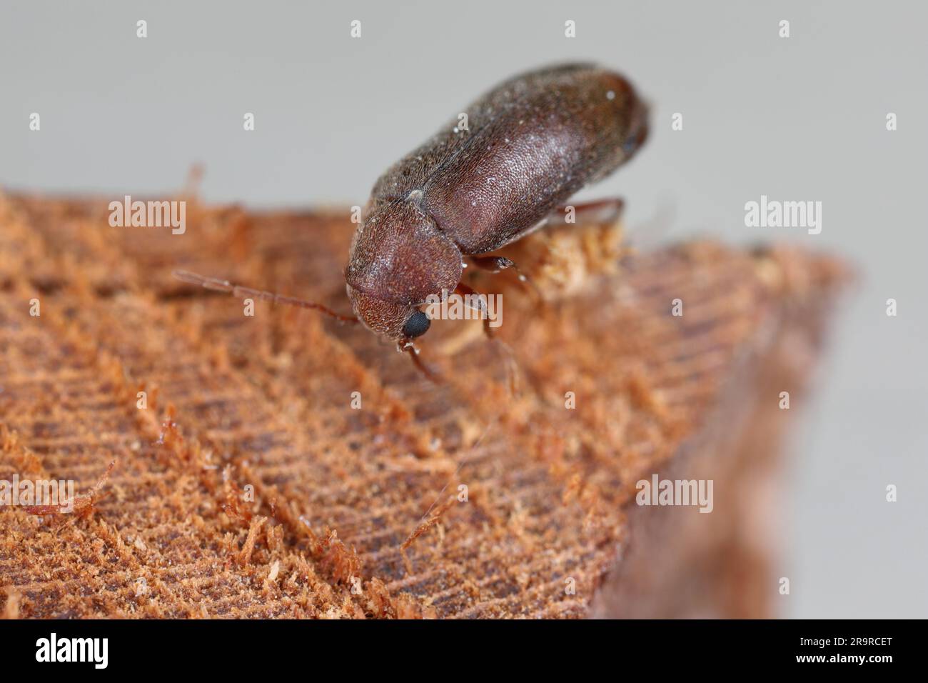 Woodboring beetle, wood borer, Anobiidae (Ernobius) on wood. High ...