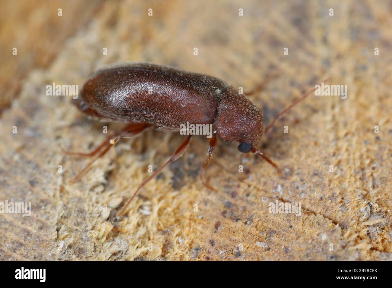 Woodboring beetle, wood borer, Anobiidae (Ernobius) on wood. High magnification Stock Photo - Alamy