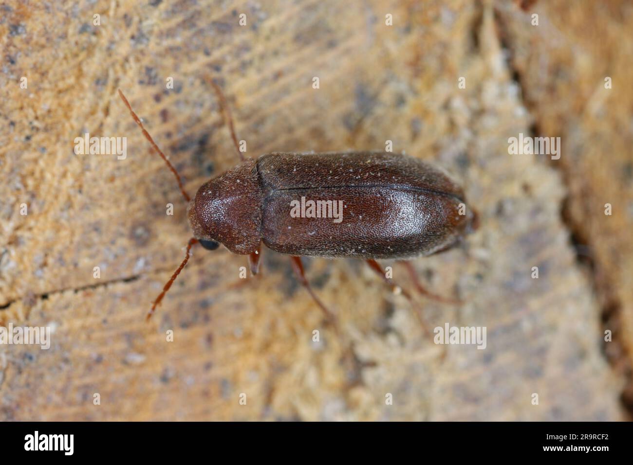 Woodboring beetle, wood borer, Anobiidae (Ernobius) on wood. High ...