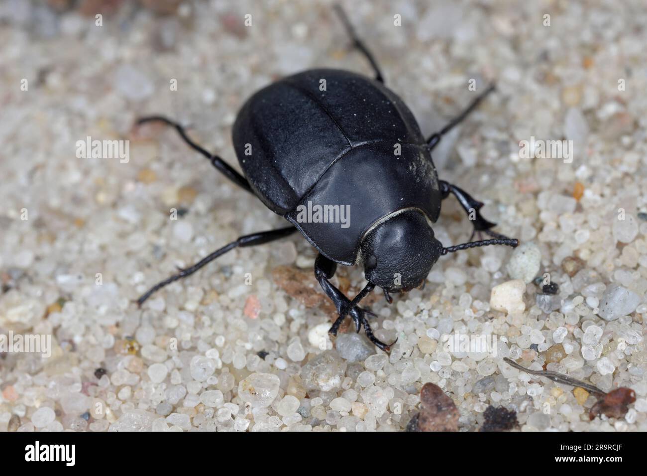 Erodius carinatus. Species of darkling Beetle (family Tenebrionidae ...