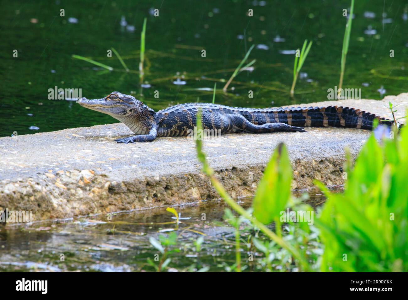 Baby Eagle in the Rain. A young alligator rests on a concrete structure ...