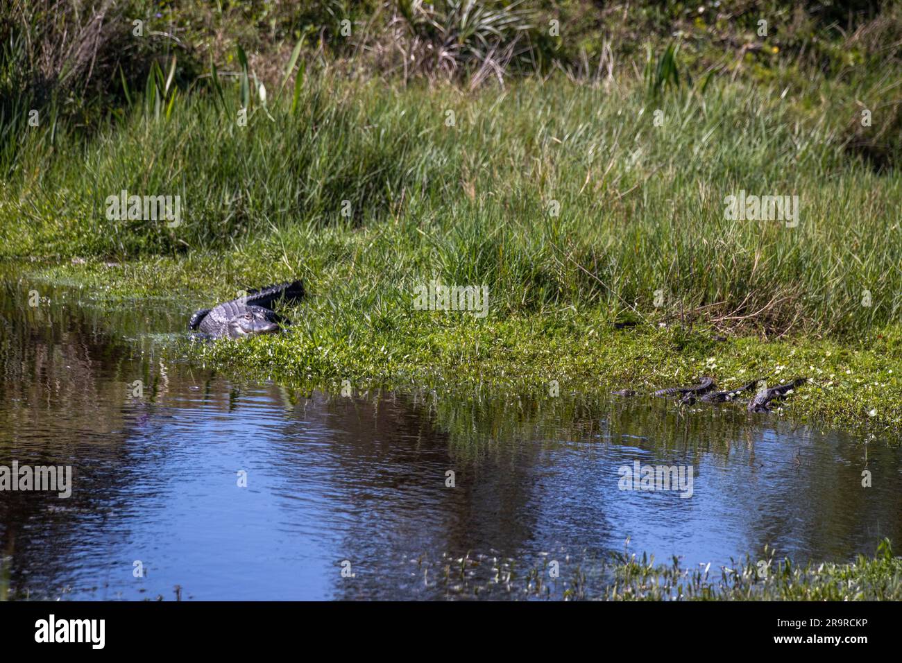 Baby and Mom Gators at KSC. A large alligator is in view in a waterway ...