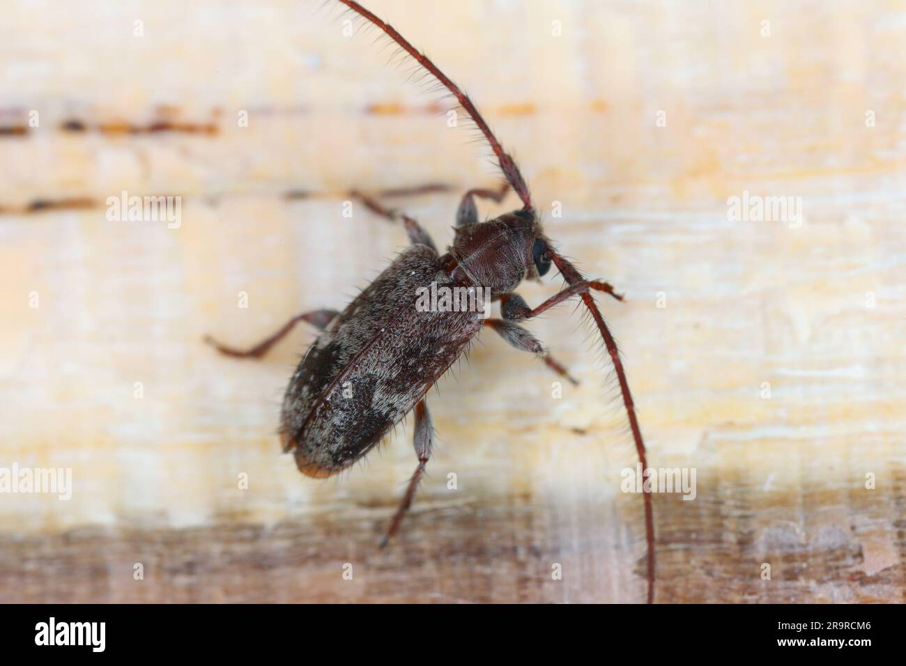 long-horned beetle (Exocentrus adspersus), imago on wood Stock Photo ...