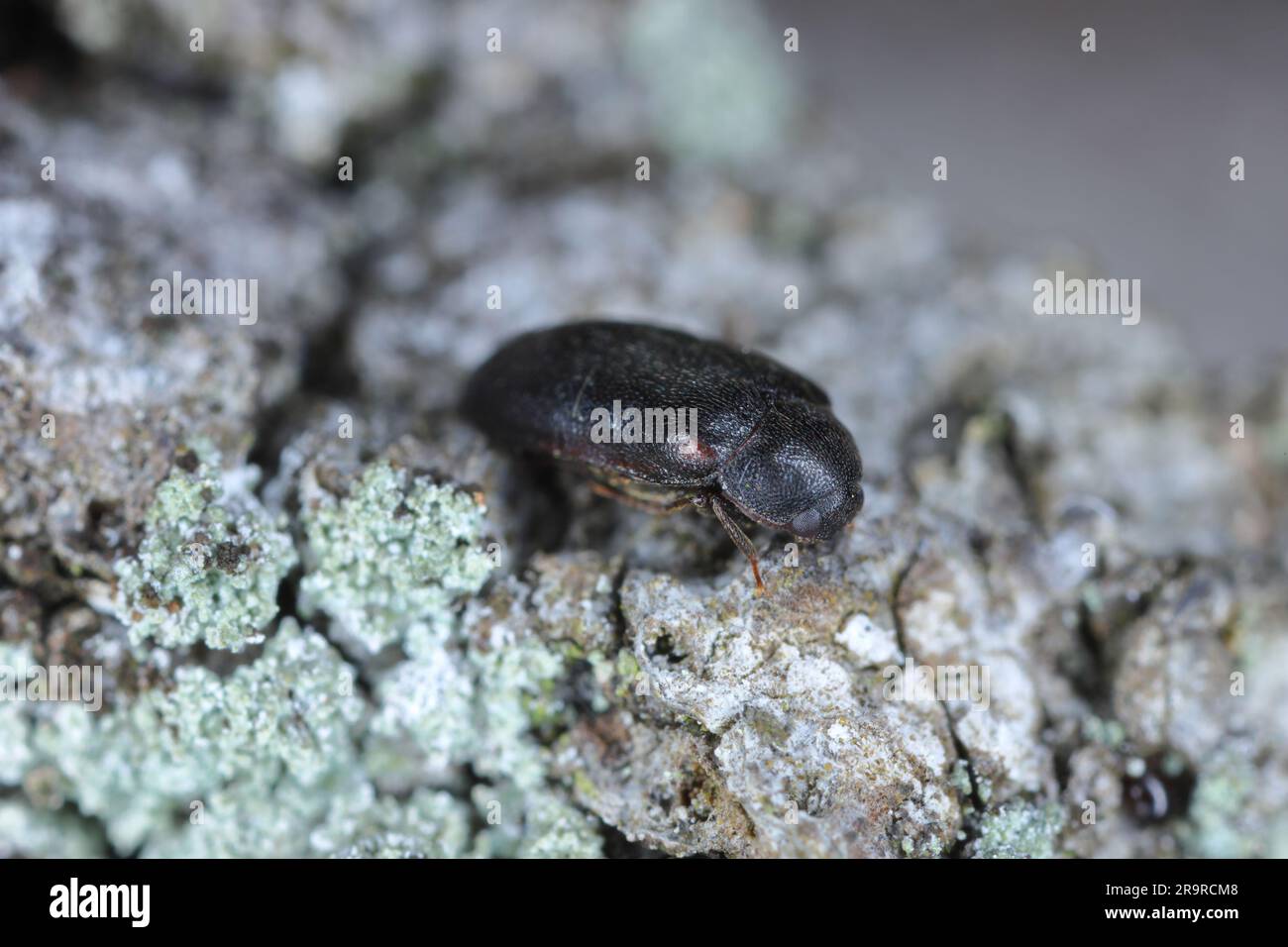 Globicornis emarginata. Rarely observed beetle of the skin beetles ...