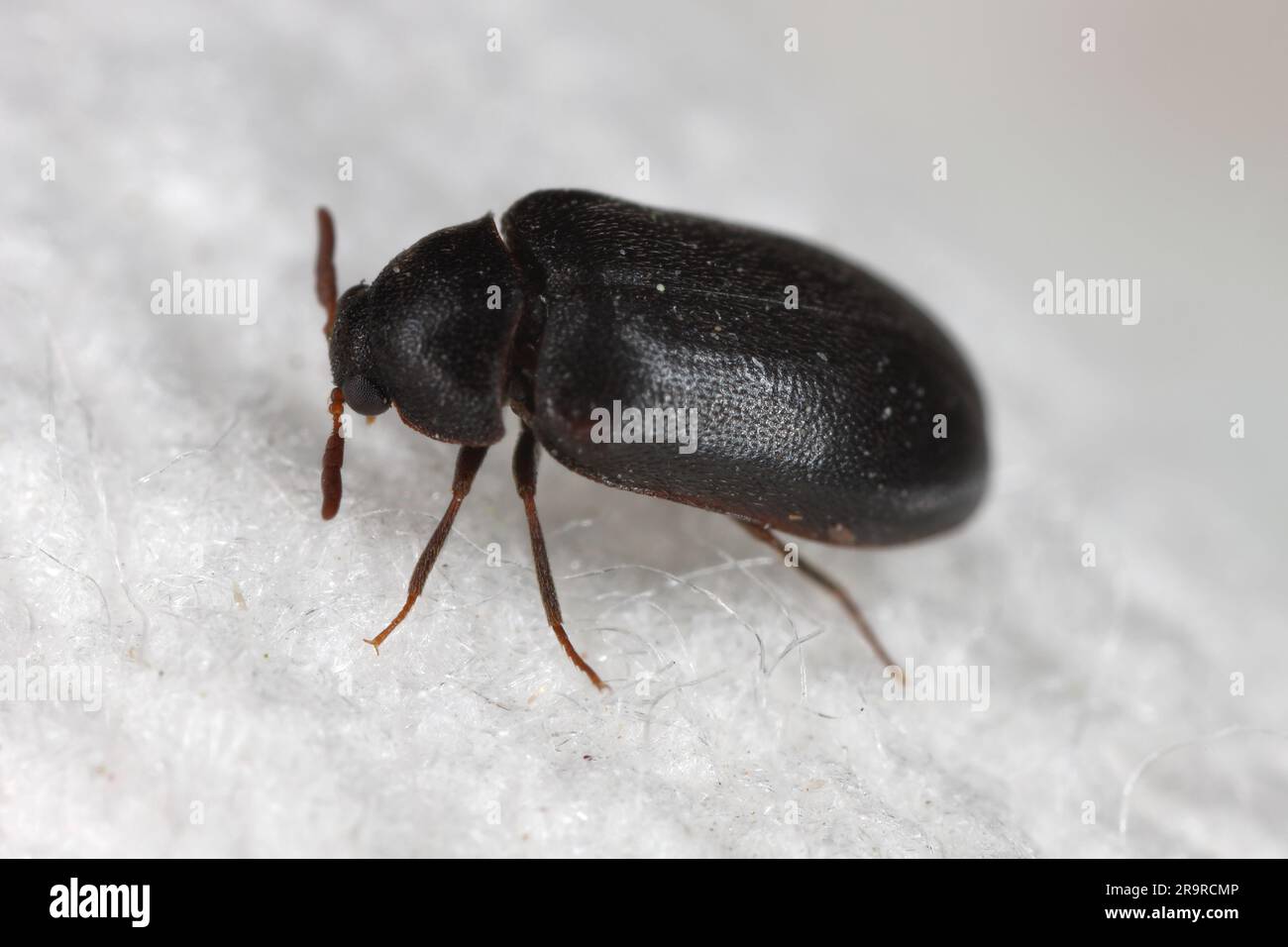 Globicornis emarginata. Rarely observed beetle of the skin beetles ...