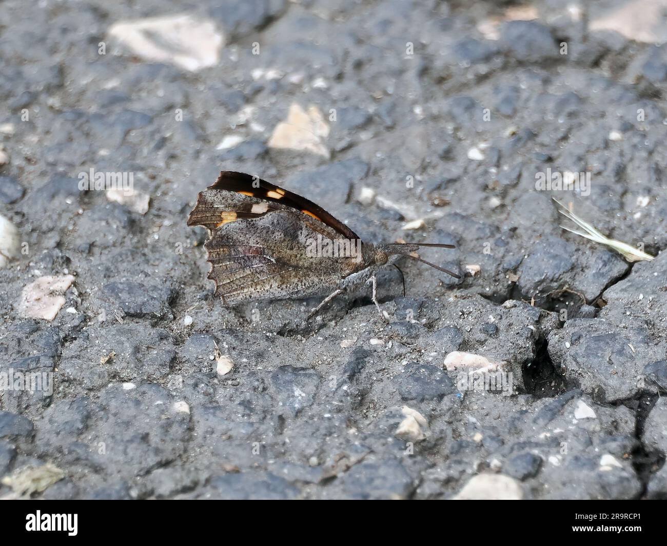 European beak or nettle-tree butterfly, Zürgelbaumfalter, Échancré ...